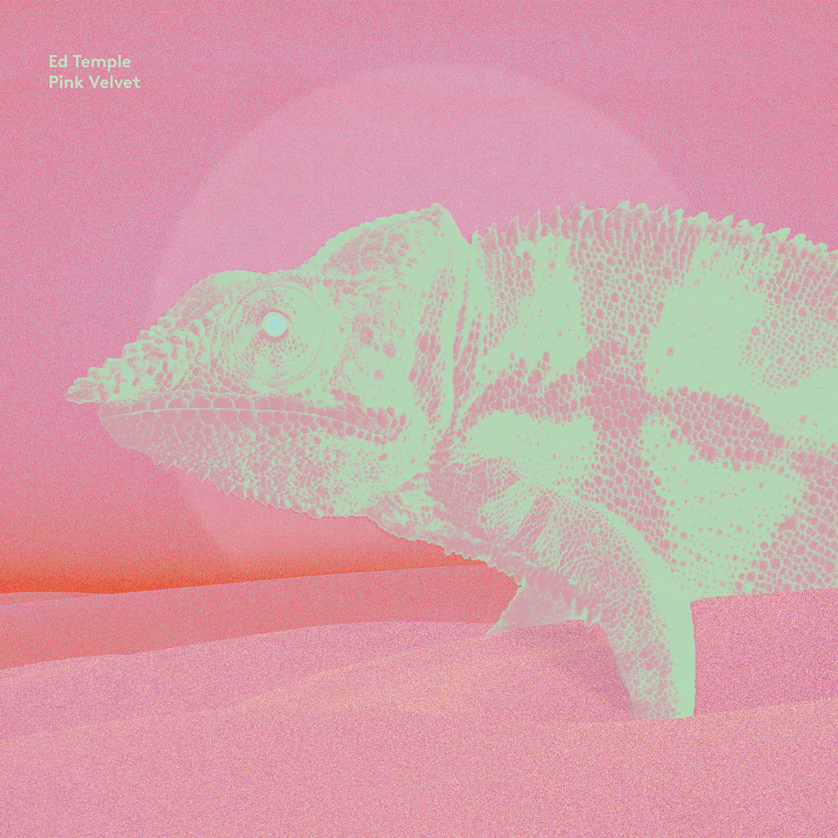 Pink Velvet | Ed Temple