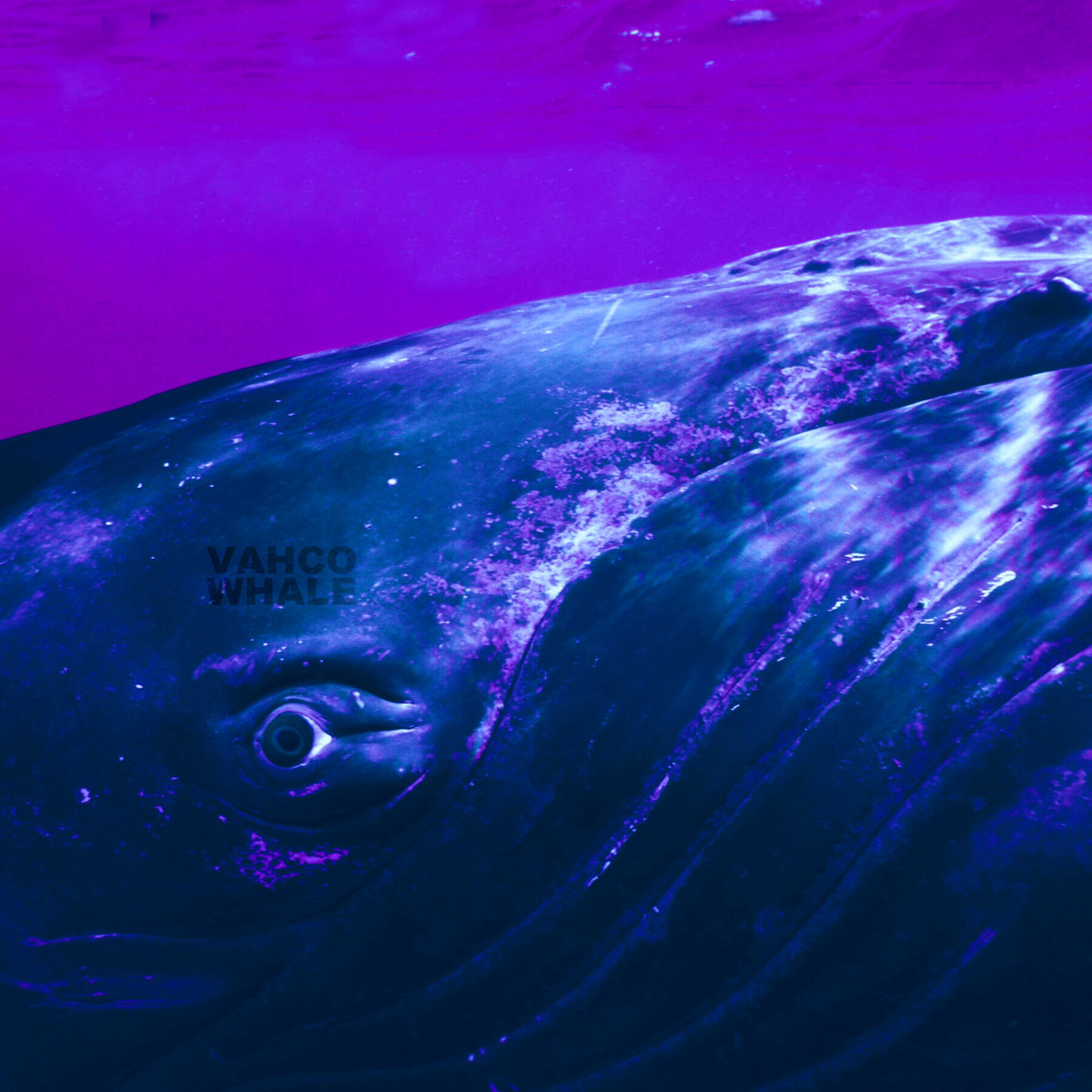 WHALE | VAHCO