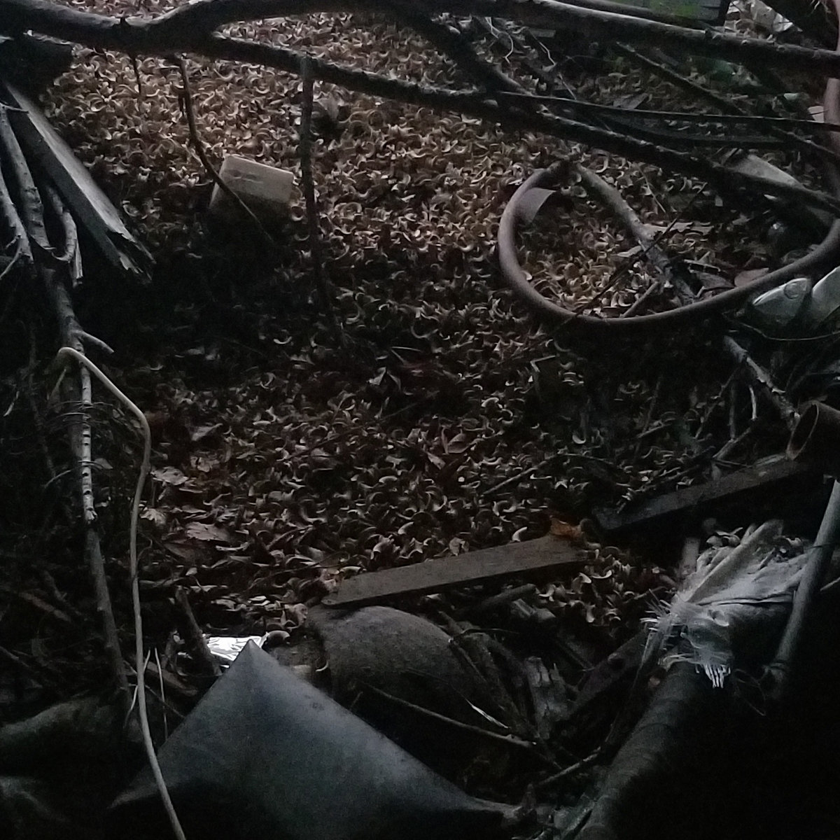 Lightbulb Eating Contest | Church Of Cerna | Levi Jacob Bailey