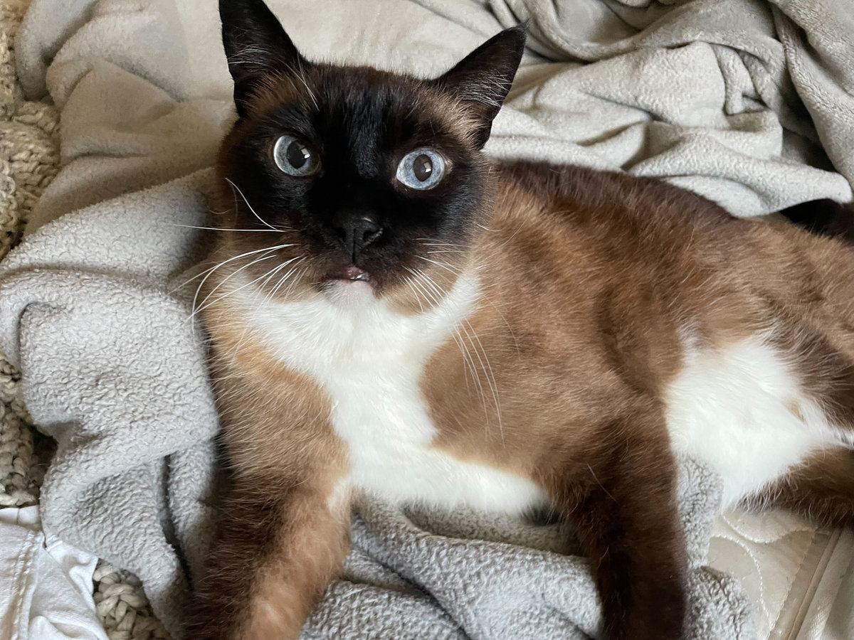 Future Cat 2 | mxwell