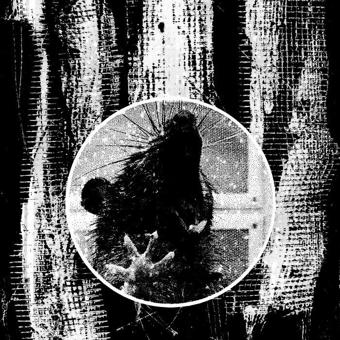 Rats Teeth | Flesh Shuddering