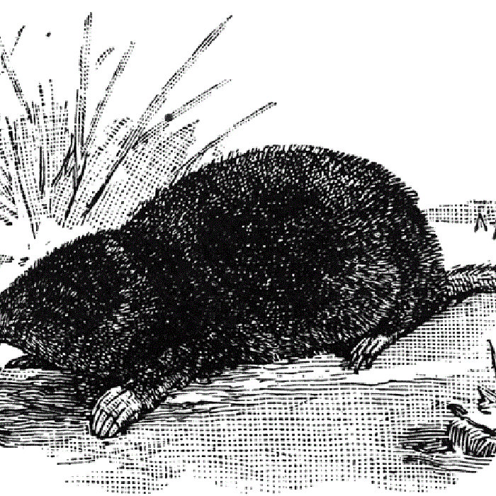 I Wish I Was a Mole in the Ground | Matt A. Foster