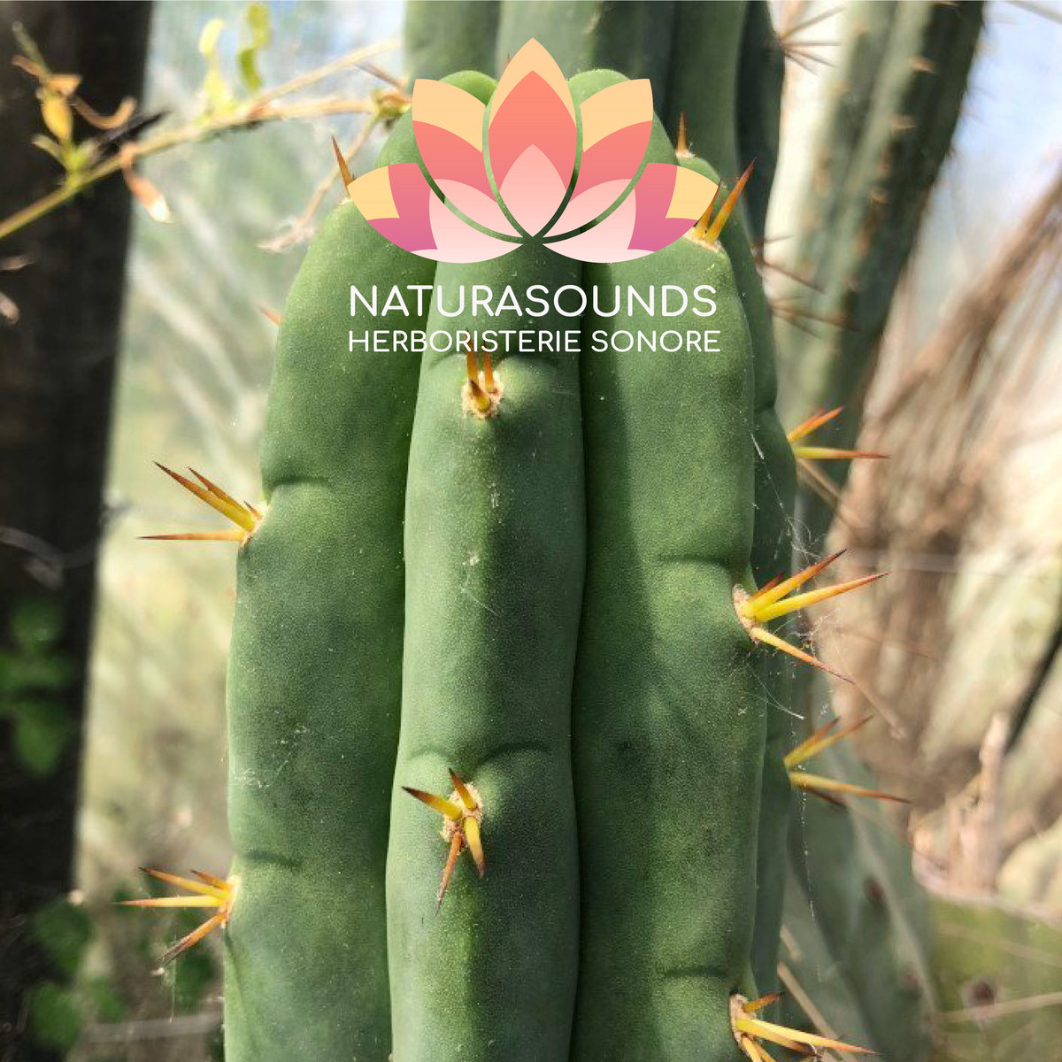 Echinopsis lageniformis - Achuma - Torche Bolivienne - 429,62 Hz H20 ...