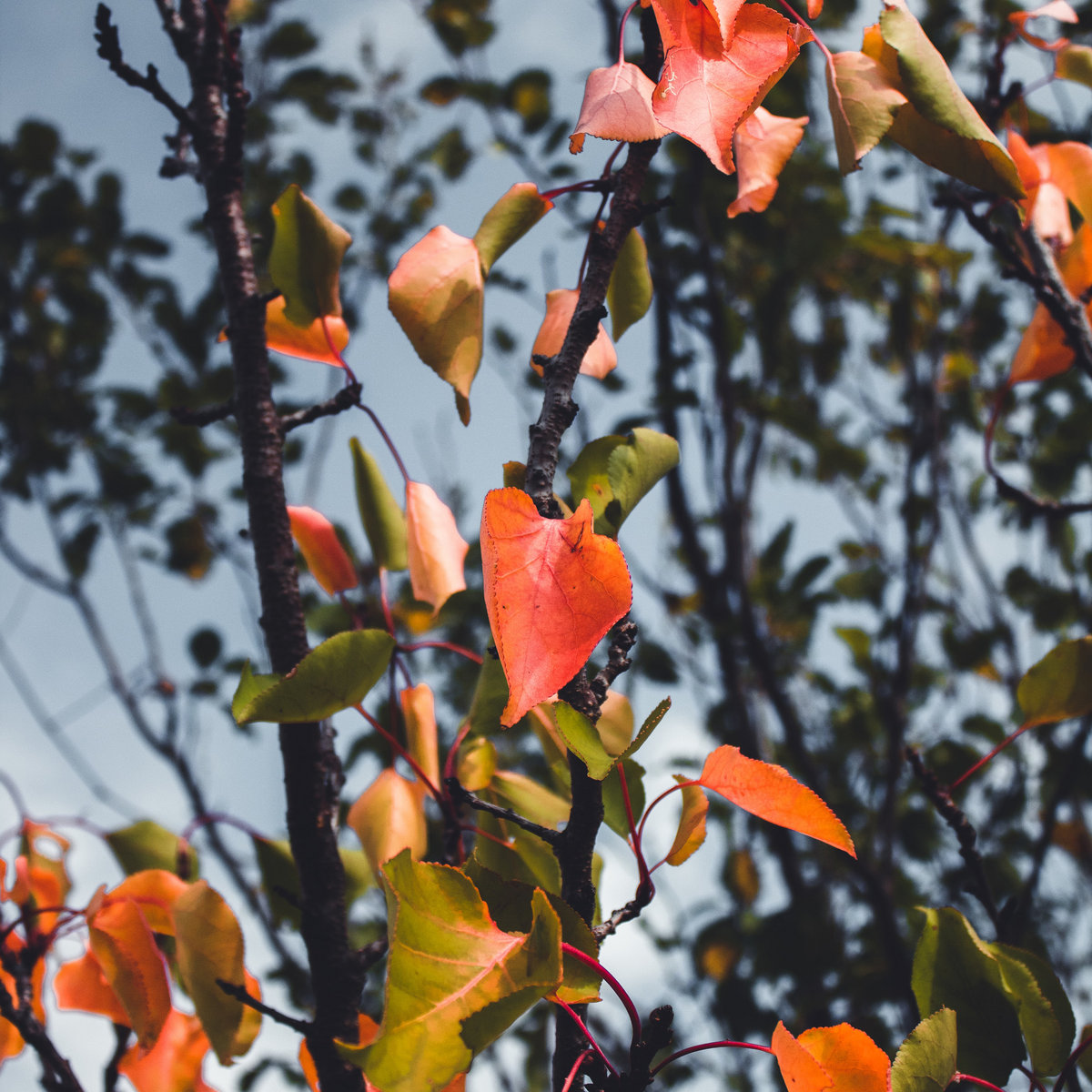 October Colors | Krista Ray | Aether Gaze