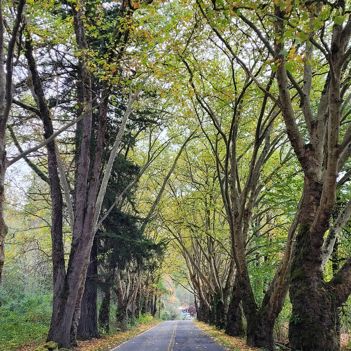 Sycamore Grove | Bob Antone