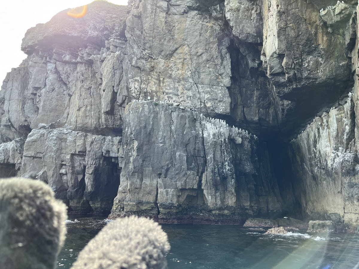 Guillemot Soundscapes | Harry Ovington | Sonic Rewild