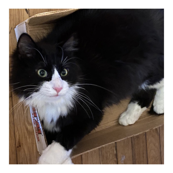 To err is human, to purr is feline | Last Login | :cat2: