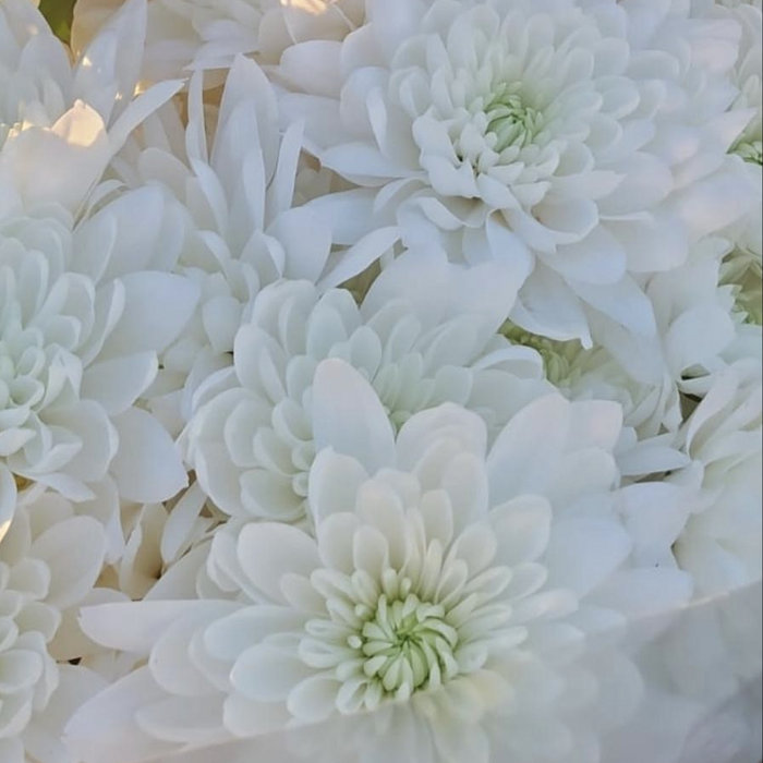 Transparente | Lévar & Violeta Lara