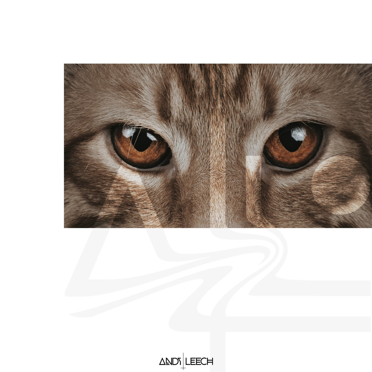 Amber Eyes | Andy Leech