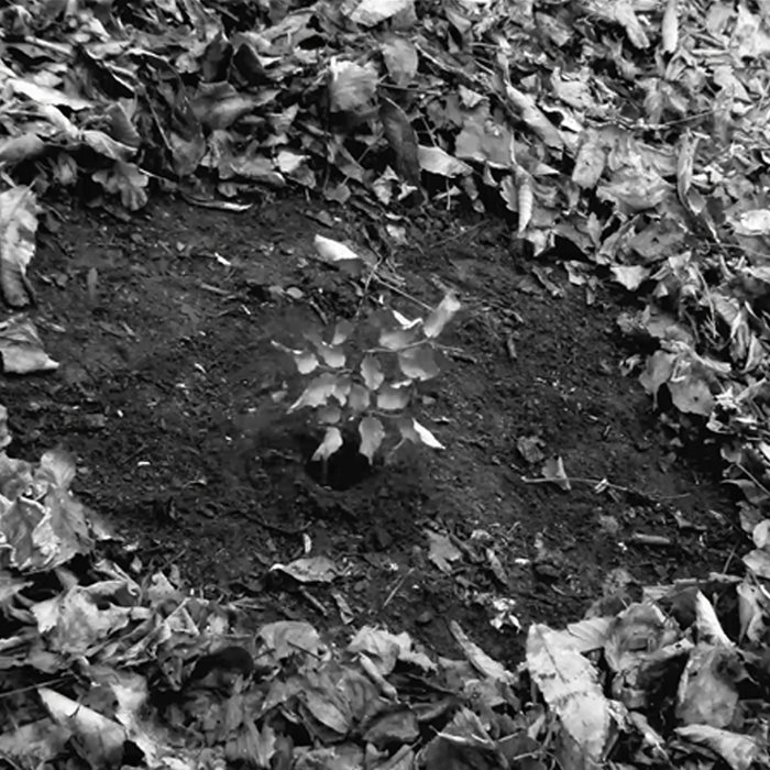 Origine TséRO | Horse Gives Birth To Fly