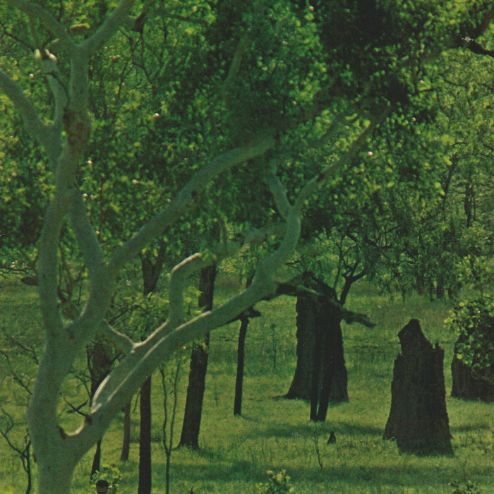 Salem Forest Remains | Lizzy Boredom