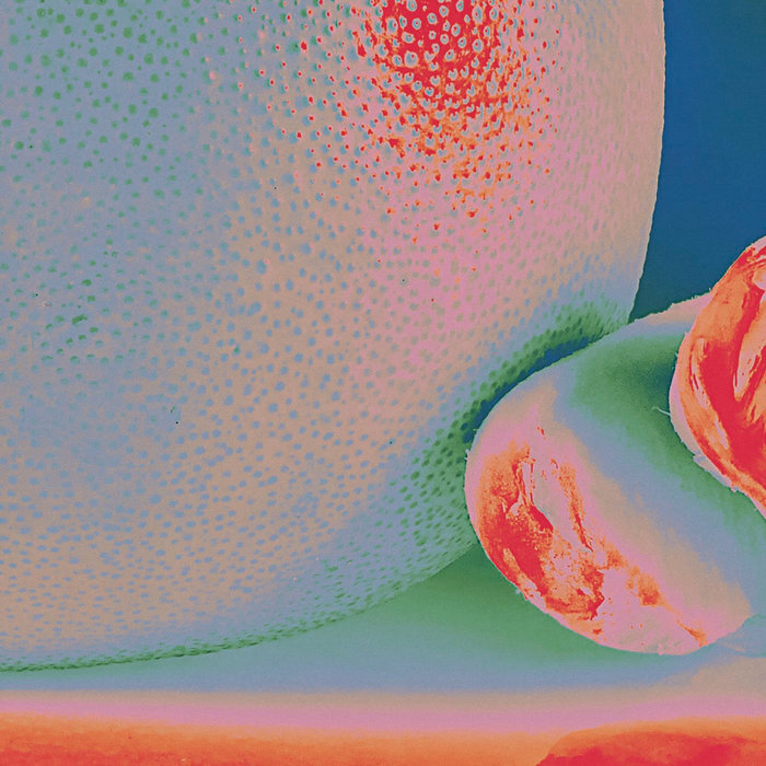 Albedo Massima | Citrus Citrus