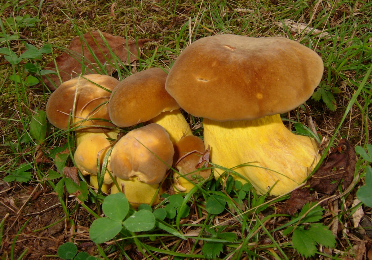 Boletus auripes - Butter-foot Bolete | Mycologia