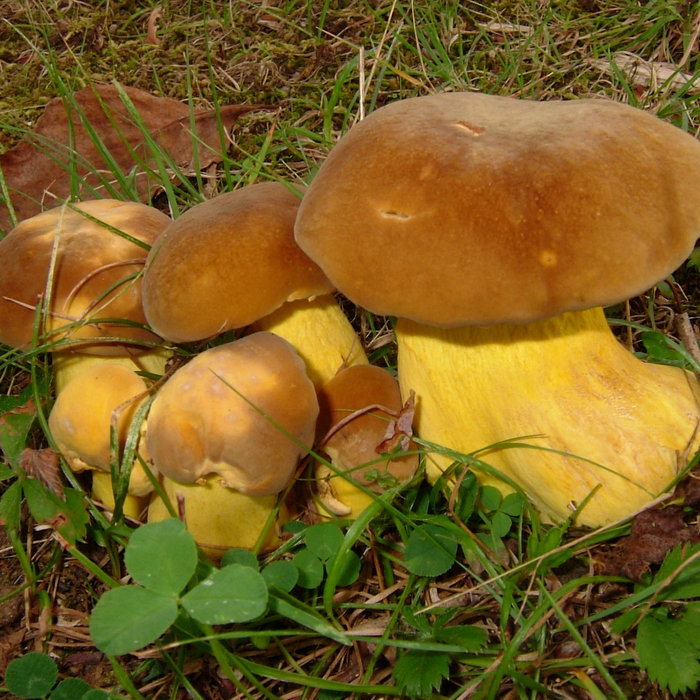 Boletus auripes - Butter-foot Bolete | Mycologia