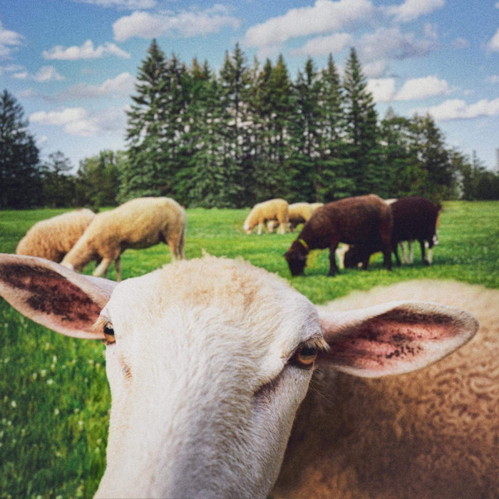 Mish Mash EP | Jim Noir Club Collection