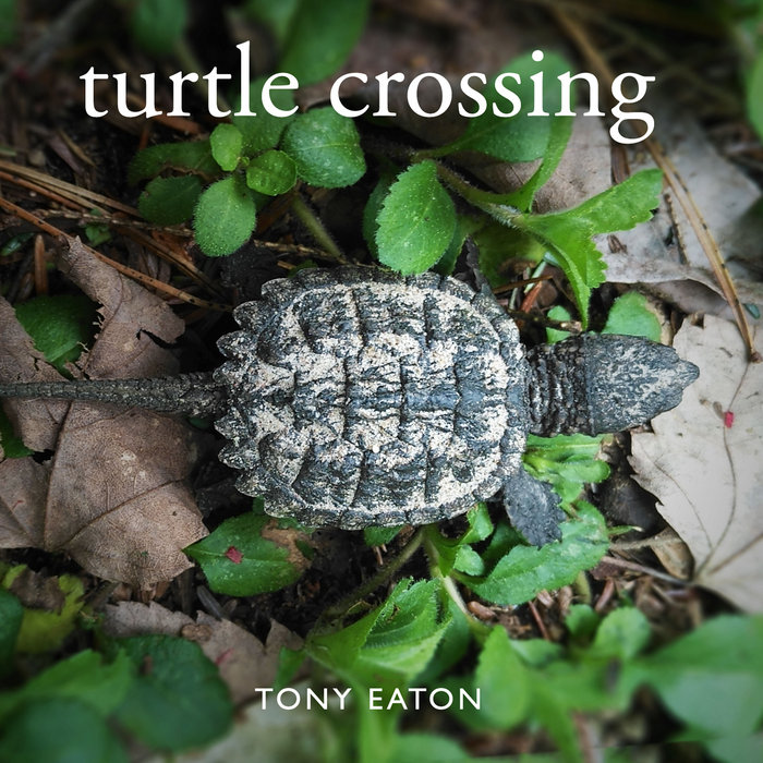 Turtle Crossing | tony eaton