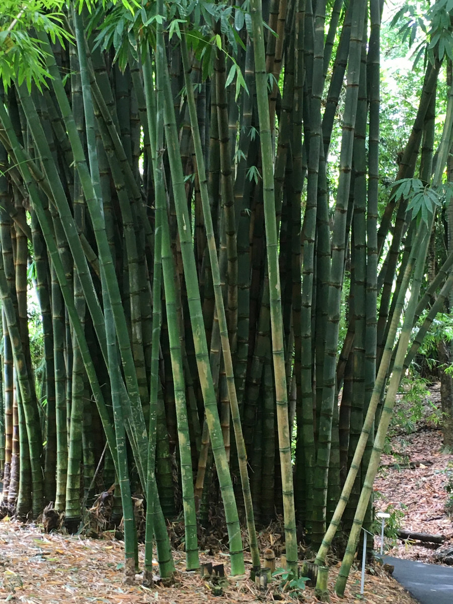 Colin Brumby Mantra for solo flute | Jean Penny, flute | Jean Penny