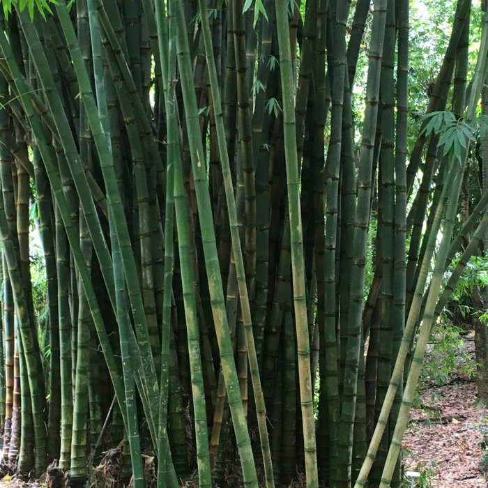 Colin Brumby Mantra for solo flute | Jean Penny, flute | Jean Penny