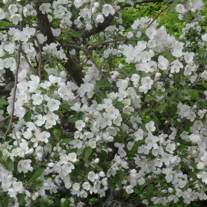 asa9000 analog retro | asa9000