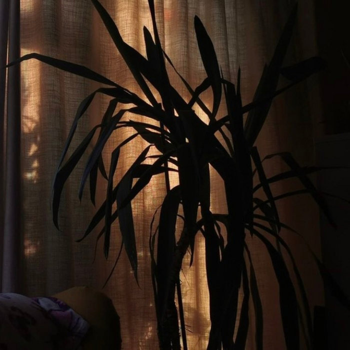 Juniper | Kid Chameleon