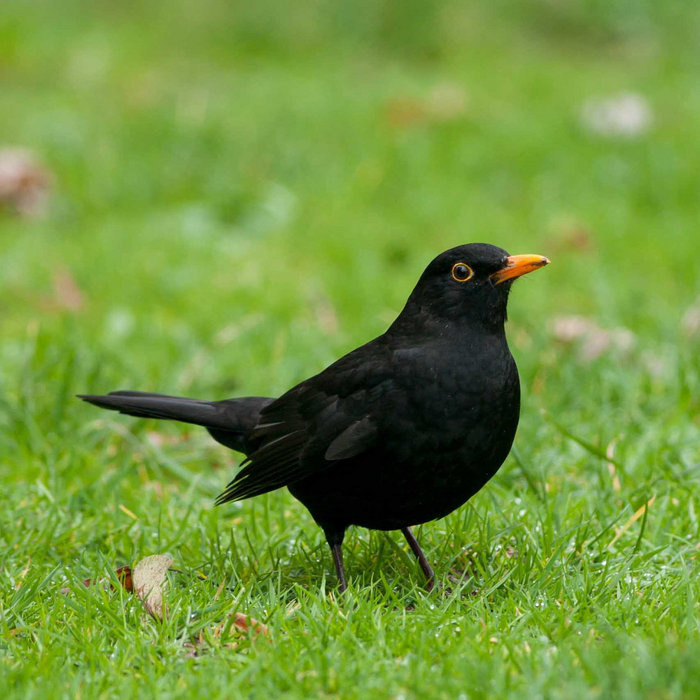 Le merle a sifflé | Pierre de la Galite