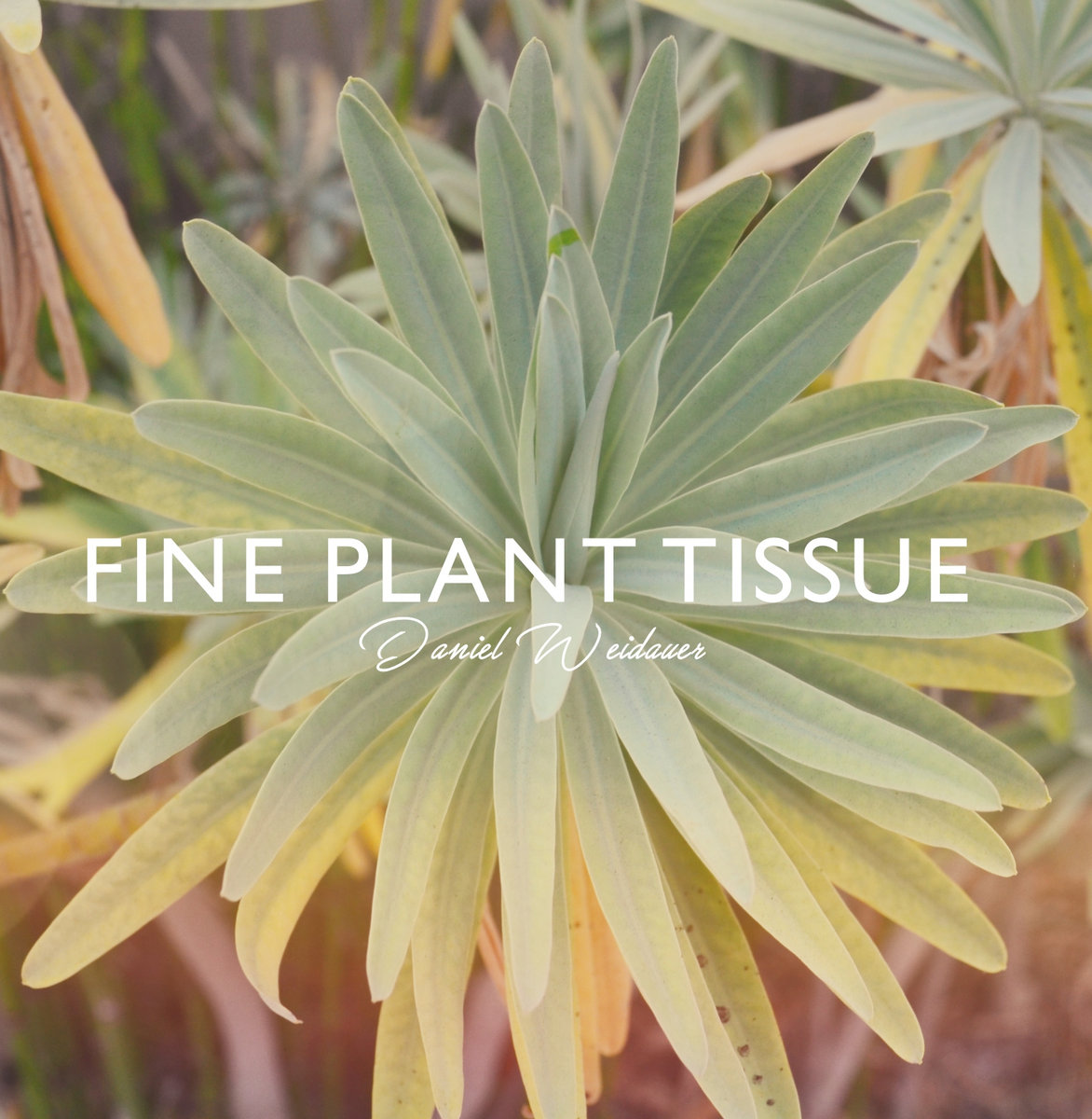 Fine Plant Tissue - Album | Daniel Weidauer