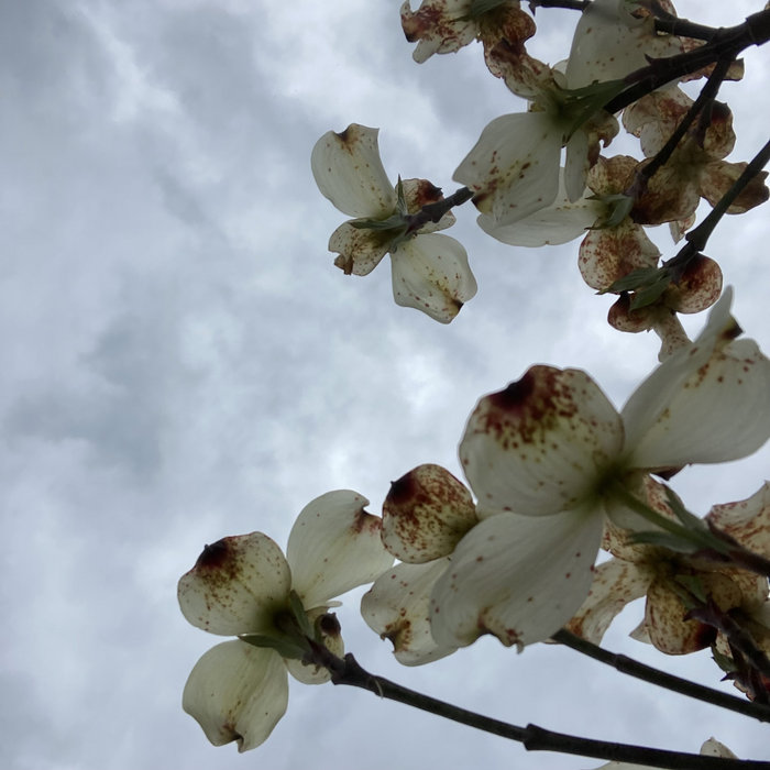 Opening1 | Roger Haddad