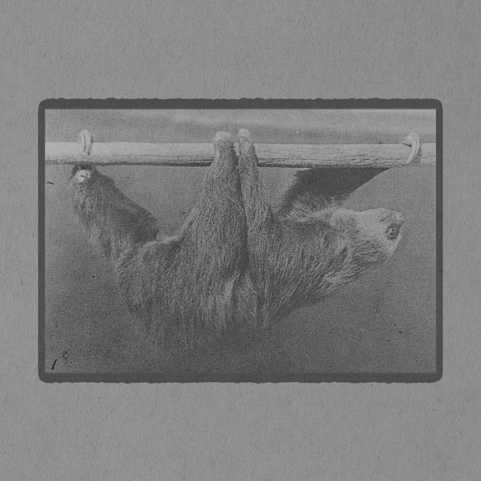 Sloth Walking Suspended on a Horizontal Pole | Muybridge