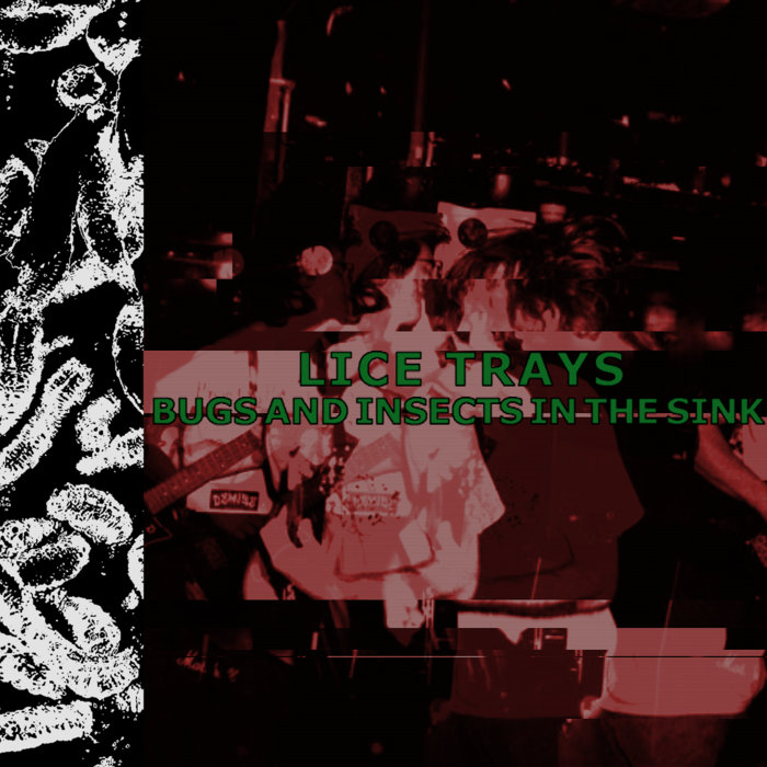 Bugs and insects in the sink | Lice Trays