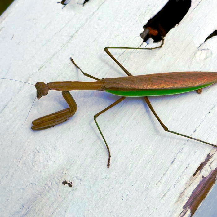 The Forgotten Files | Jerm Jr.