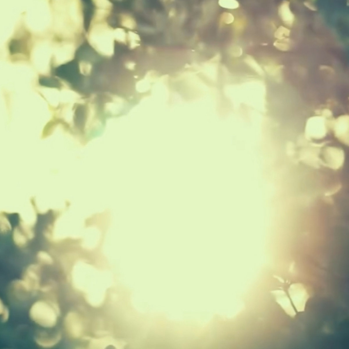 Sun Through The Leaves | Carbon Son