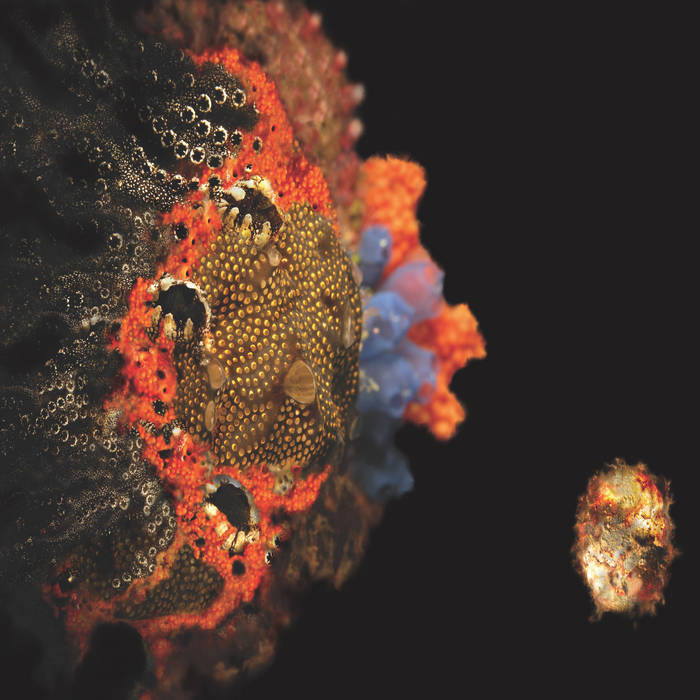 Tertium Quid | Tertium Quid | Daniel James Burke