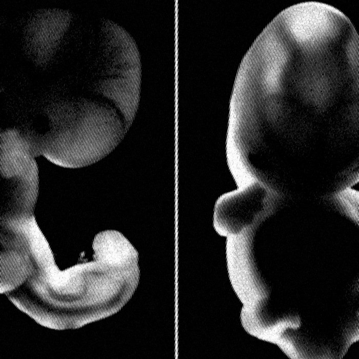 embryogenesis | cableman