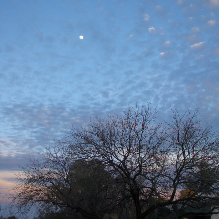 Stealing Shade | Michael Forkan