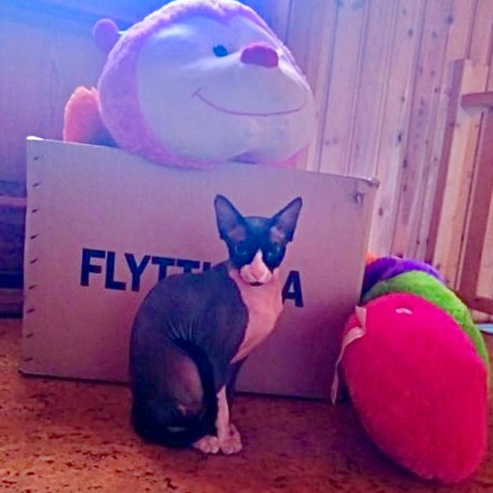 Pigeon Man | Selmers Stoop