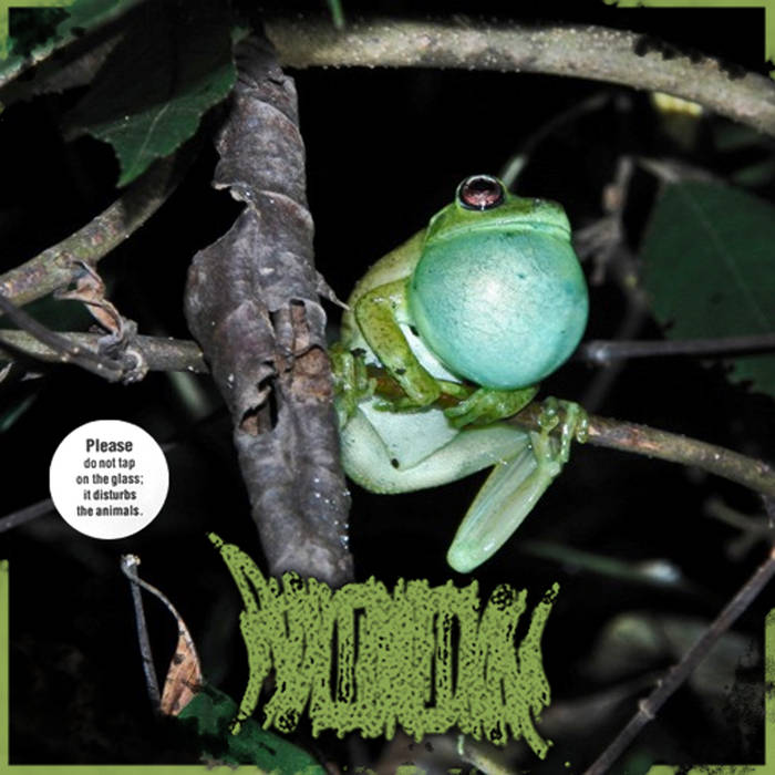 Please ! ! Do Not Tap On The Glass | Phyllomedusa