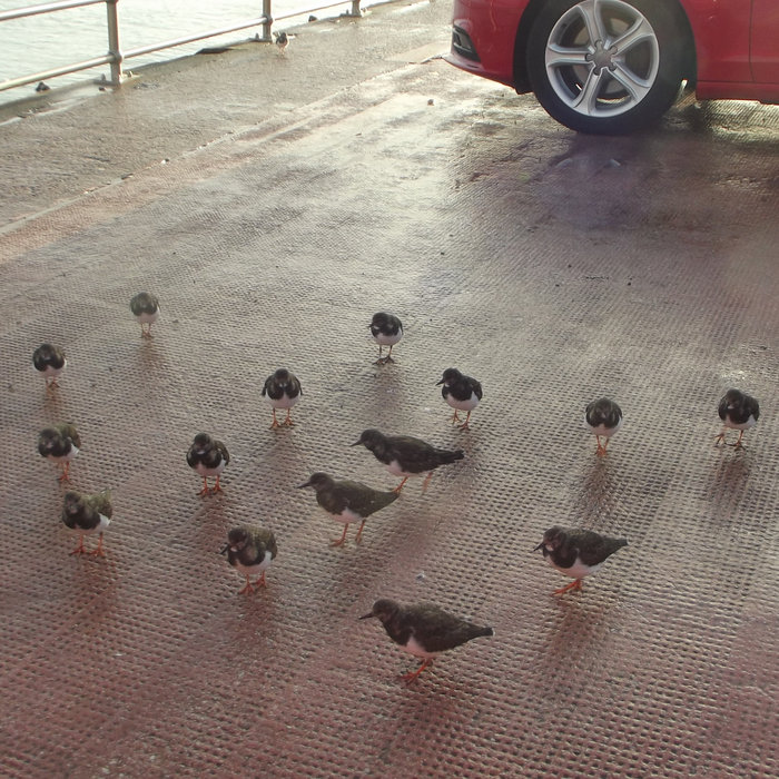 Puter Birds | Philip Collings