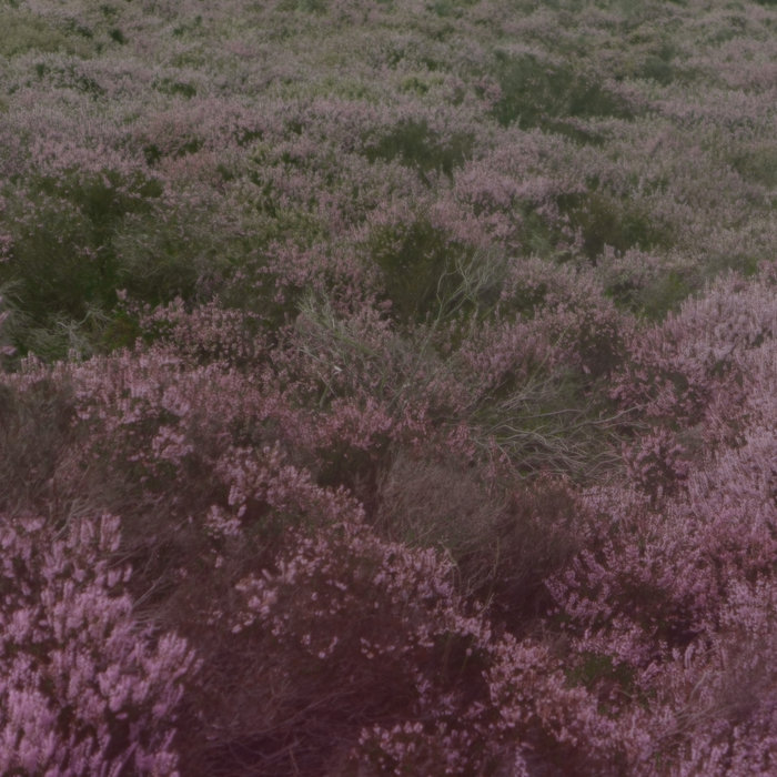 Slow Shapes | Wil Bolton