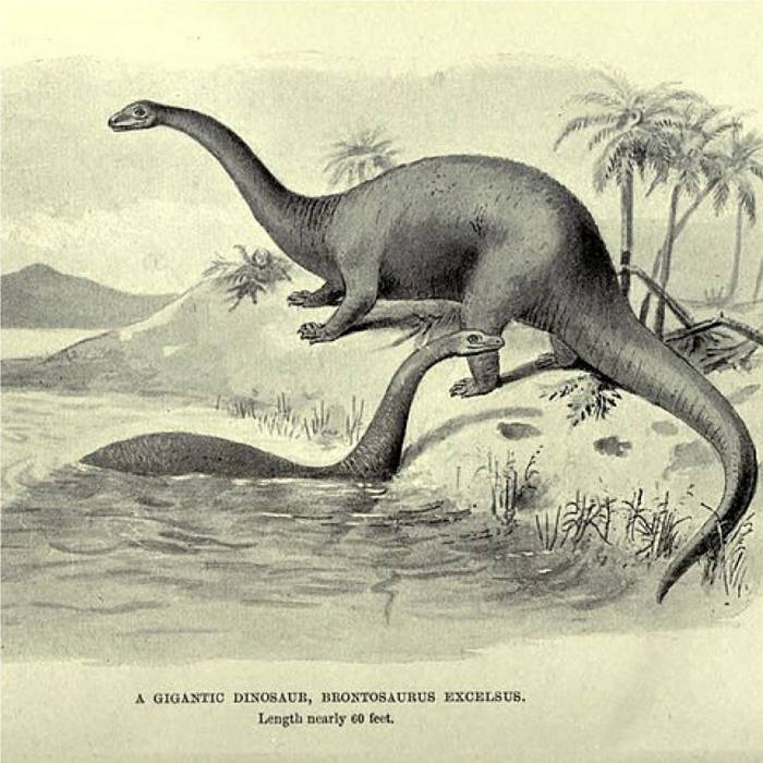 Brontosaurus | Brontosaurus