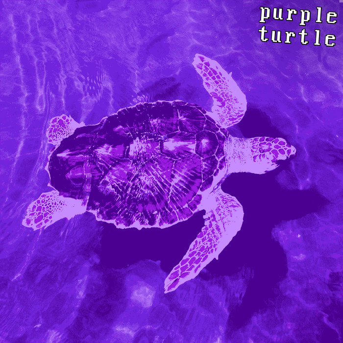 Purple Turtle | Seabomb