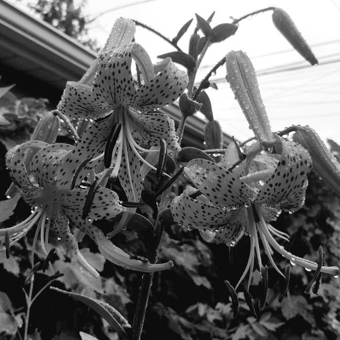 Water the Lily | LUA | Cher Jey