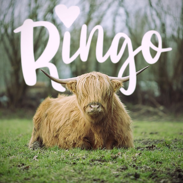 Ringo | Late-Night Delivery