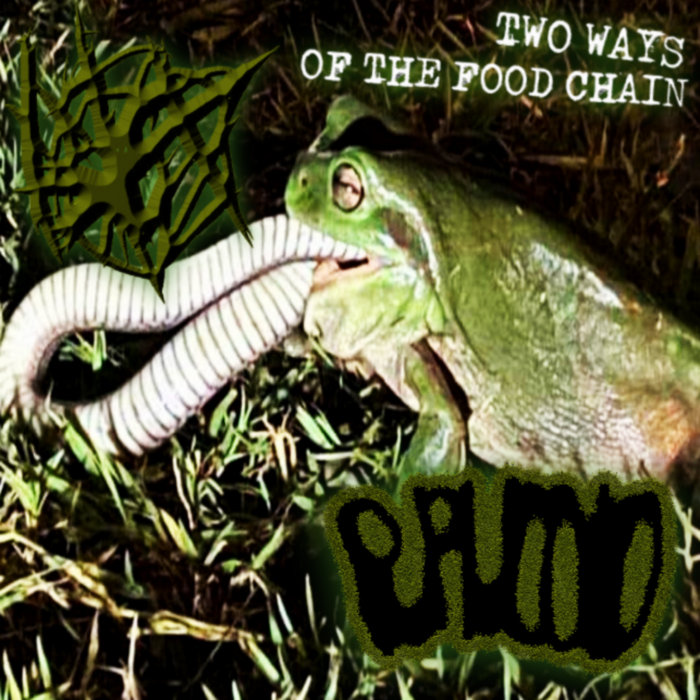 Lissotriton Vulgaris / Puruloid Split | Puruloid, Lissotriton Vulgaris ...