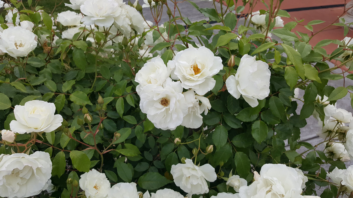 Rise From The Ashes | Billy Dettmer - with The Weeping Willows, Greg ...