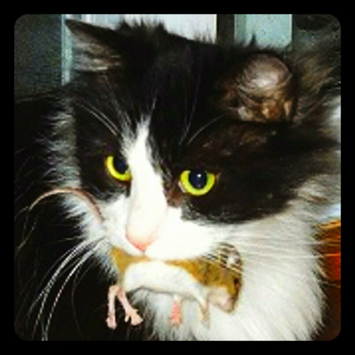 Requiem | Toad Doctor