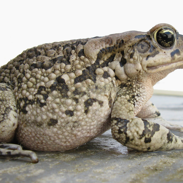 Raucous - Polishing The Turd | Alice Deville's Hard Drivers