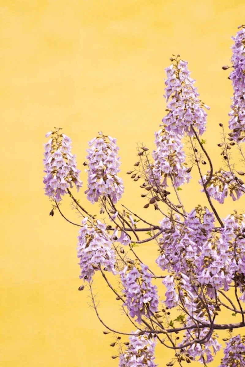 ORDER OF THE PAULOWNIA FLOWERS | CASTLEROCK