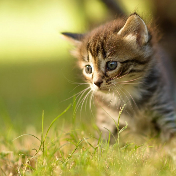 Desiring Basement | Dodi | Peter Crow