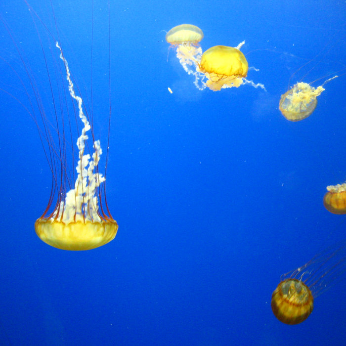 ThE YeaR oF thE SupeR GiraffE | The Cheapest Option