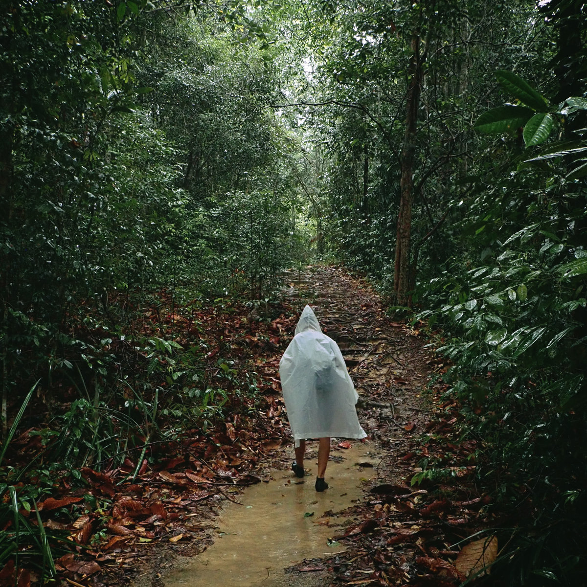 Bung Jagoi - In The Forest | Kah Hoe Yii, Nigel Brown, Yannick Dauby ...
